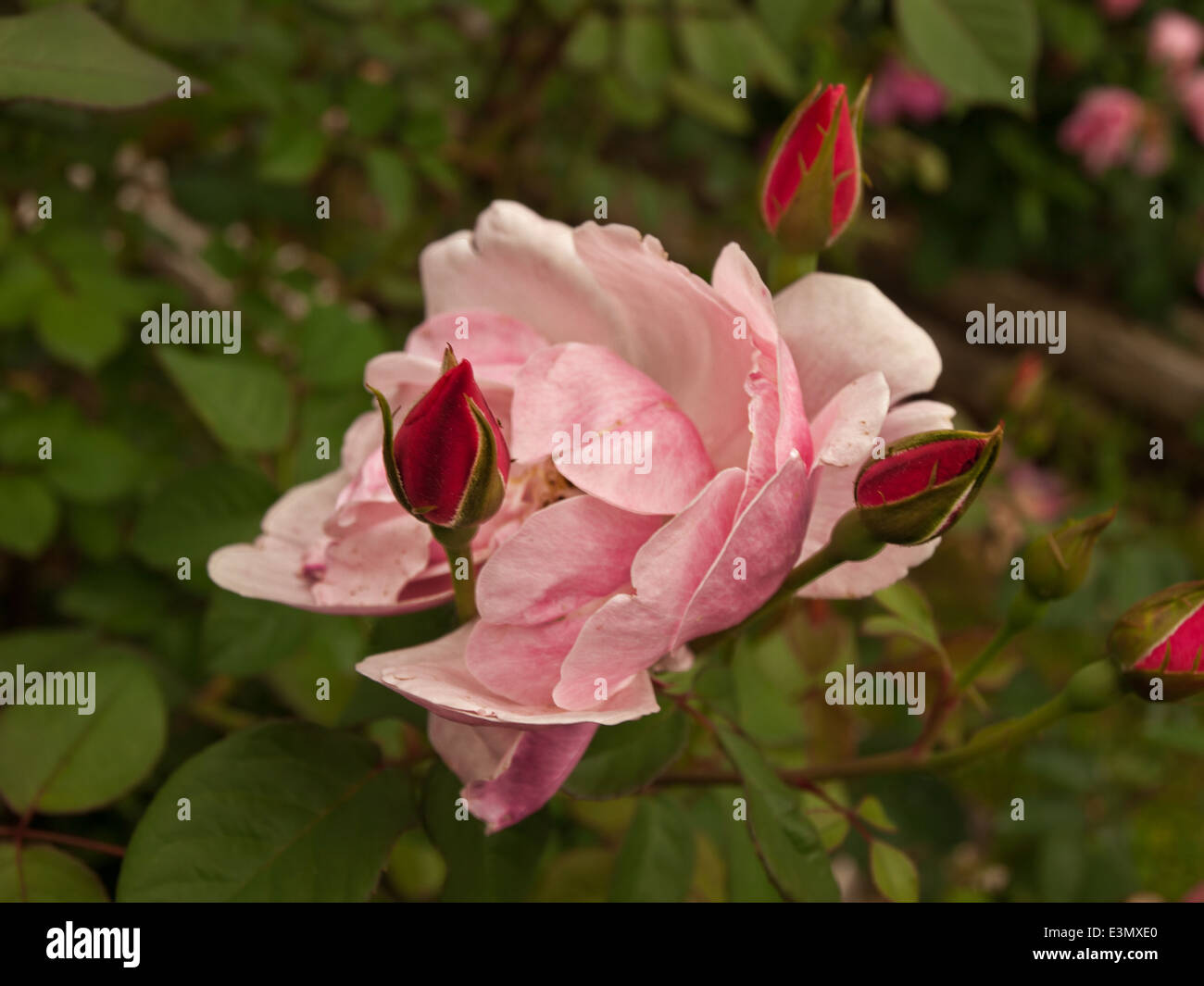 pink rose in bloom with closed roses around it Stock Photo - Alamy