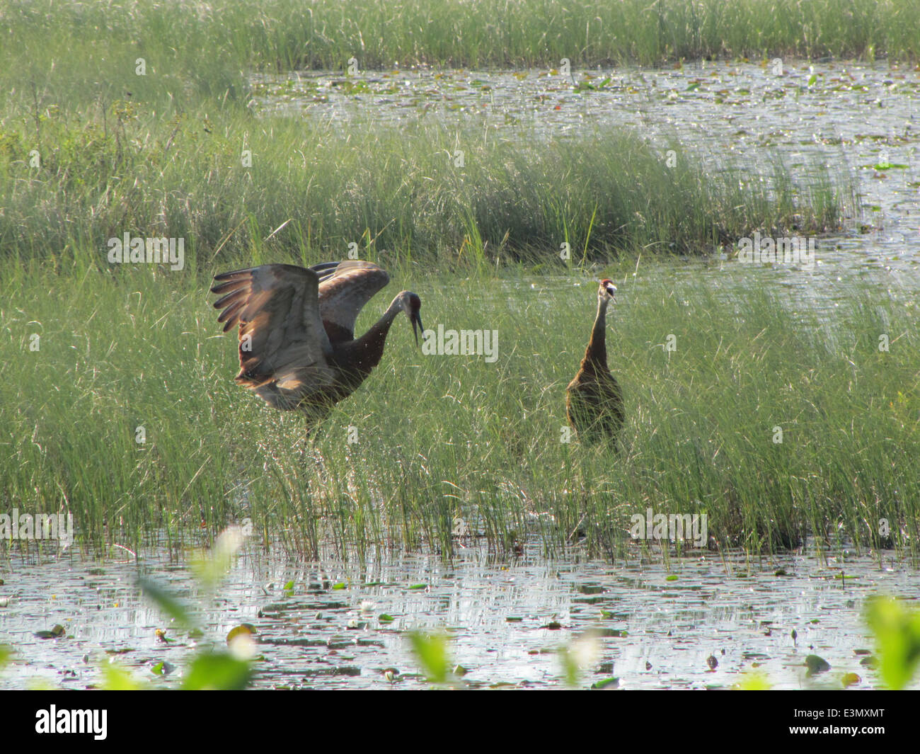 Dancing Sandhill Cranes are a spectacular sight in Michigan’s Midwest ...