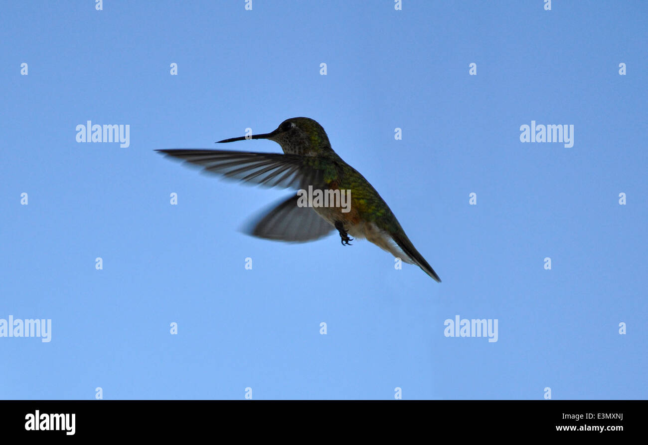 A hummingbird seen near Moqui Lookout, located on the Mogollon Rim ...