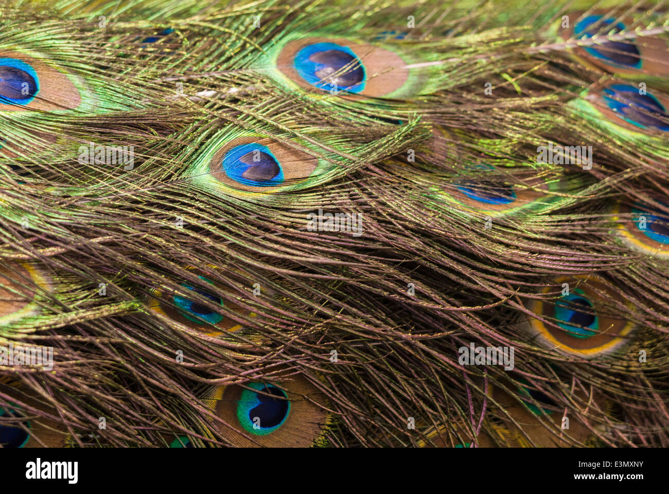 A close up photograph of a Peacock 's Tail feathers Stock Photo - Alamy