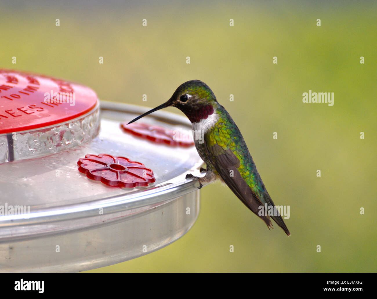 A hummingbird hovers near the Moqui Lookout along the Mogollon Rim ...