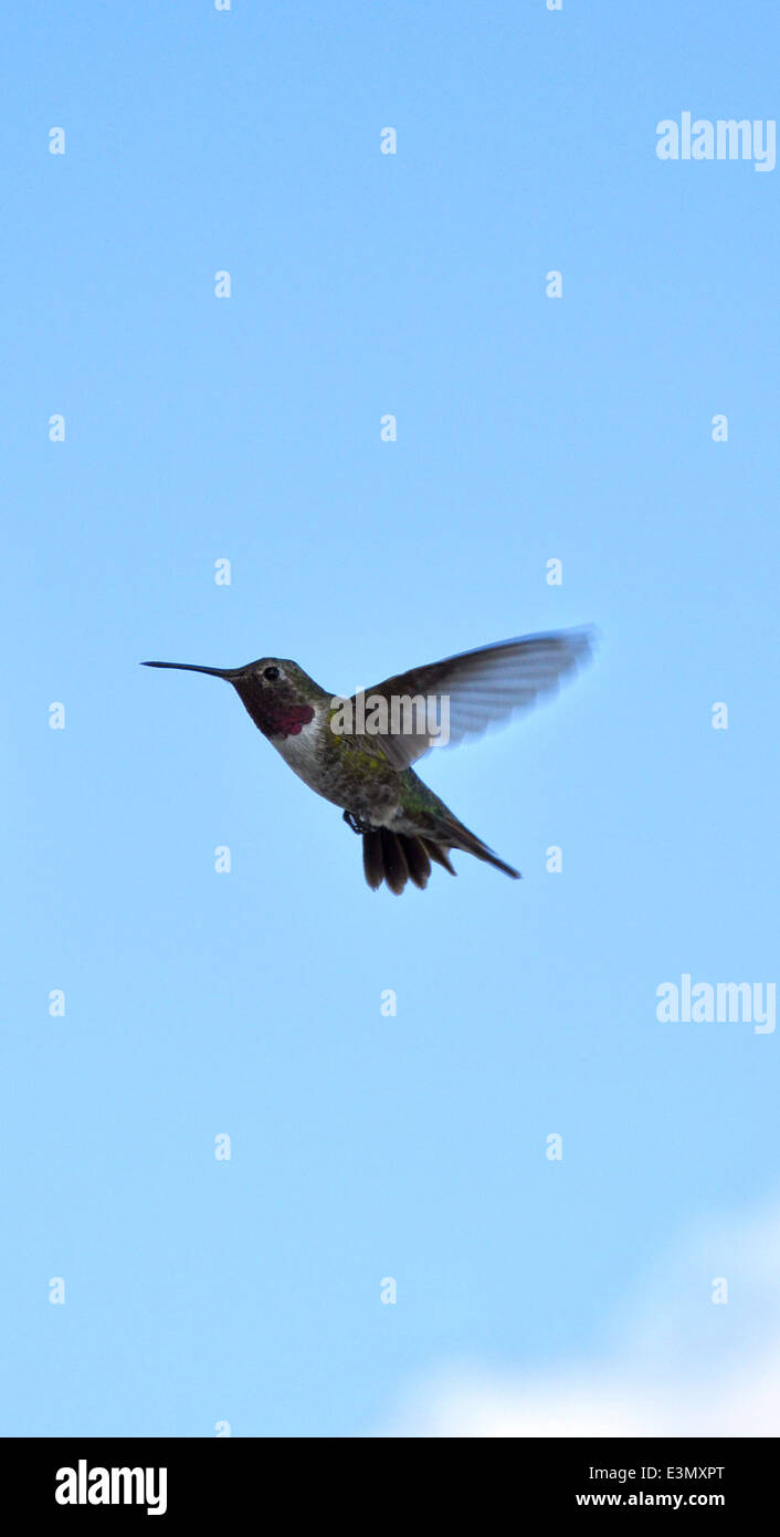 Plants arizona [mogollon rim] hi-res stock photography and images - Alamy