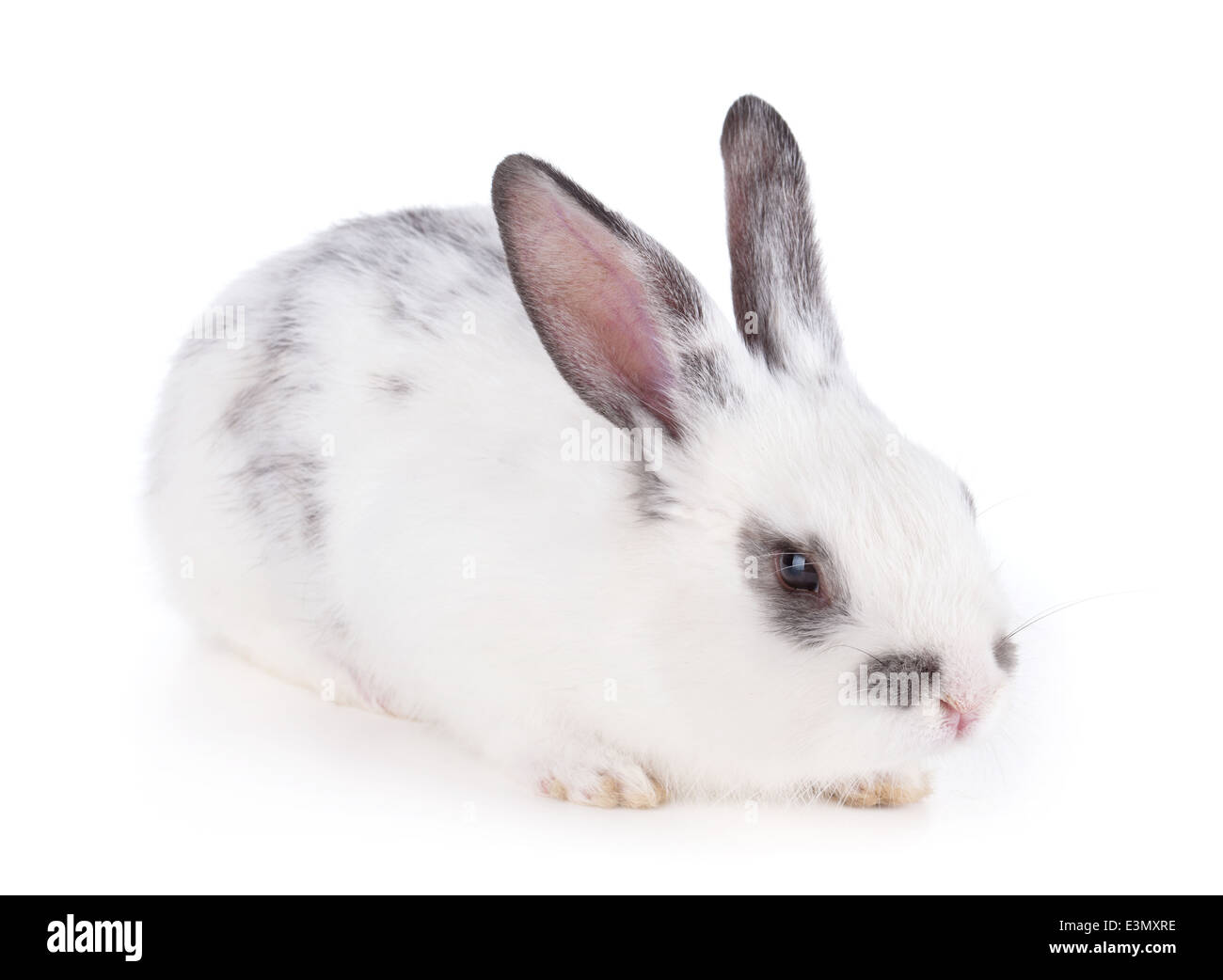 Small rabbit. Isolated on white background Stock Photo - Alamy