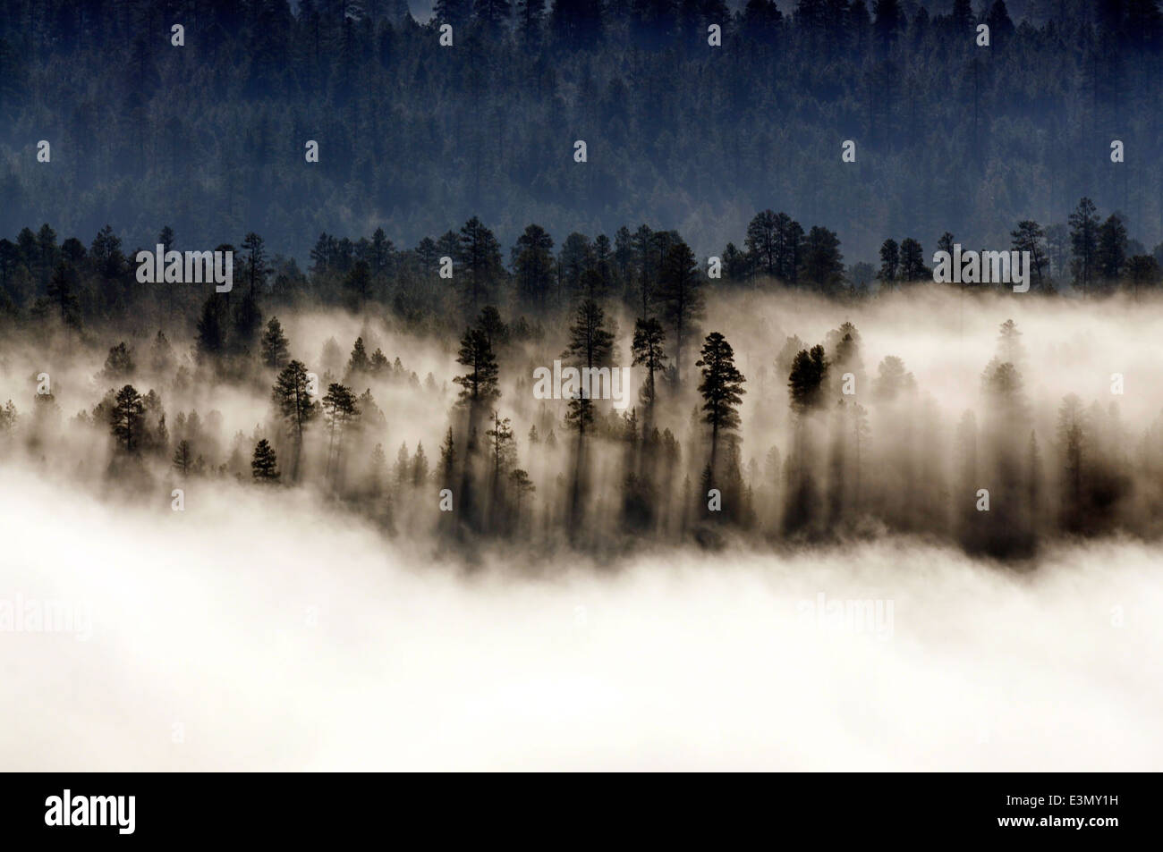 Trees in Mist Stock Photo - Alamy