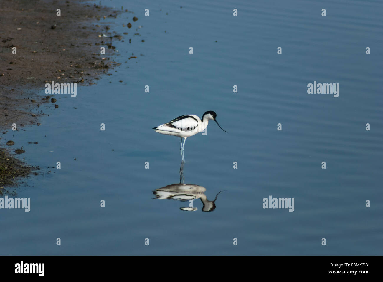 Rspb symbol hi-res stock photography and images - Alamy