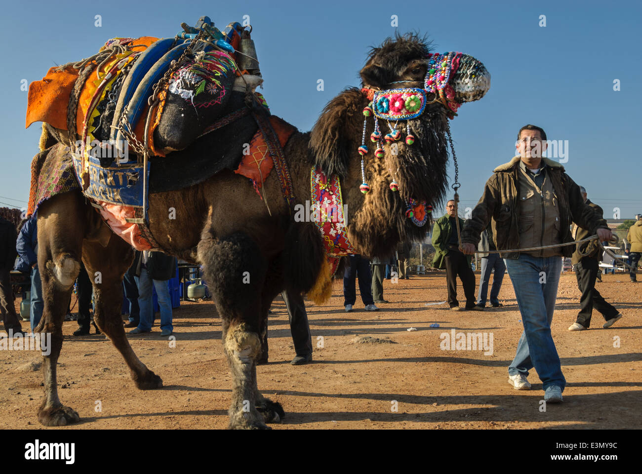 Wrestling camel hi-res stock photography and images - Alamy