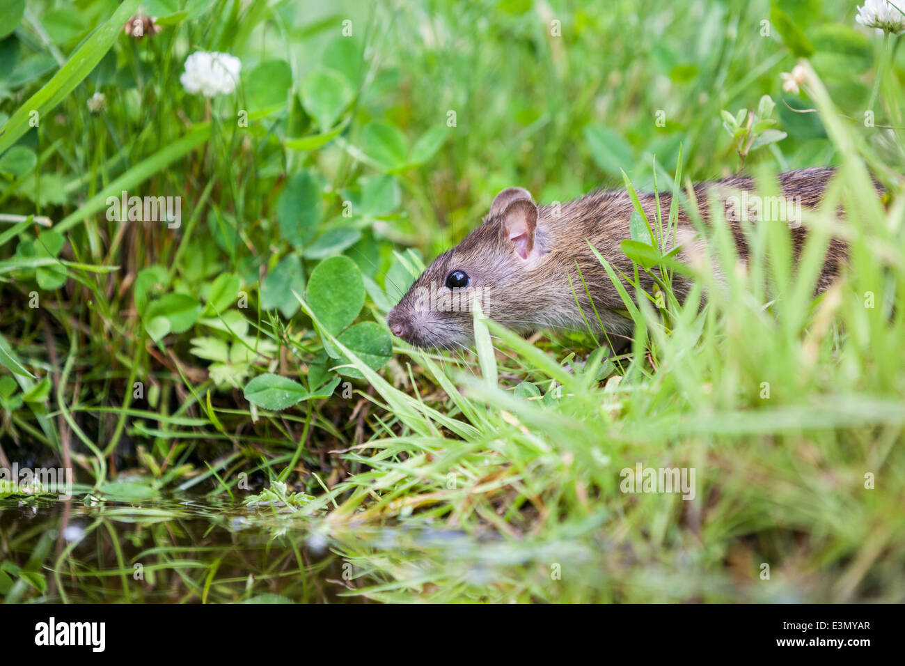 an rat drink water in the lake of the park Stock Photo - Alamy