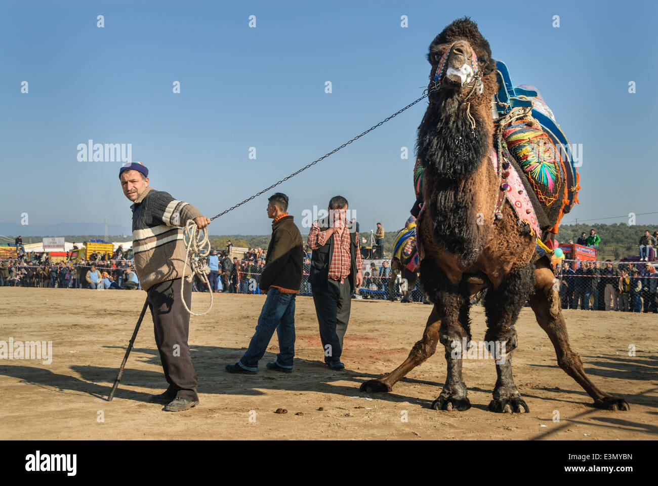 Camel wrestling league, Ayvalik, Aegean region, Turkey Stock Photo - Alamy