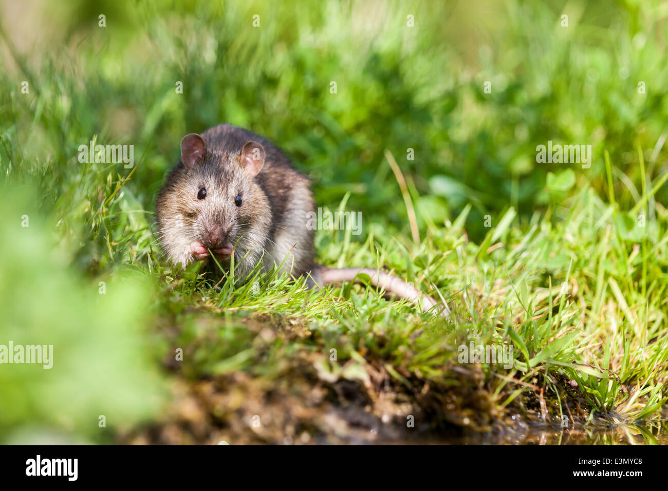 Rat species hi-res stock photography and images - Alamy