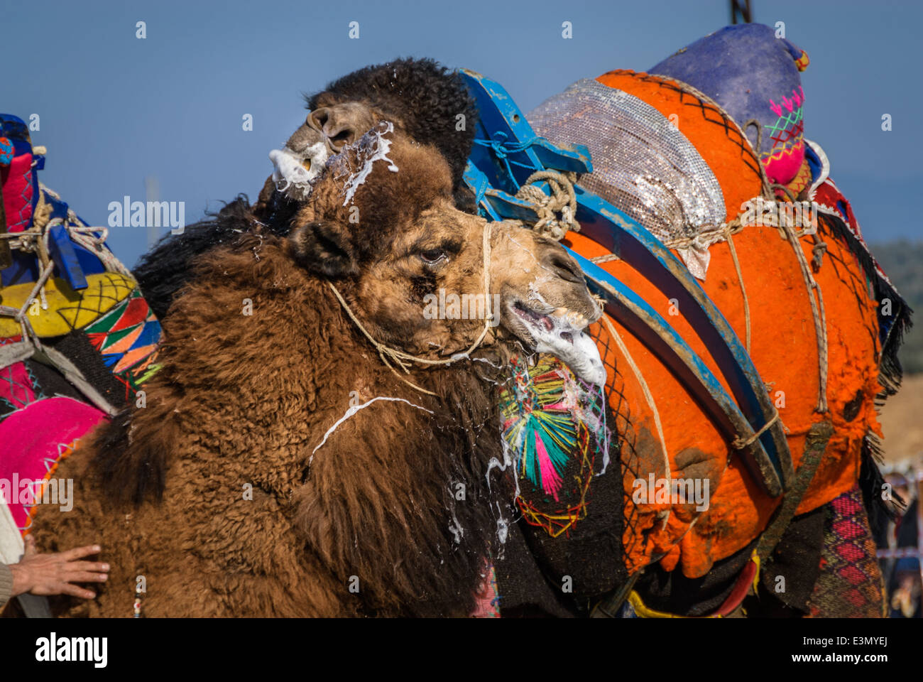 Camel wrestling league, Ayvalik, Aegean region, Turkey Stock Photo - Alamy