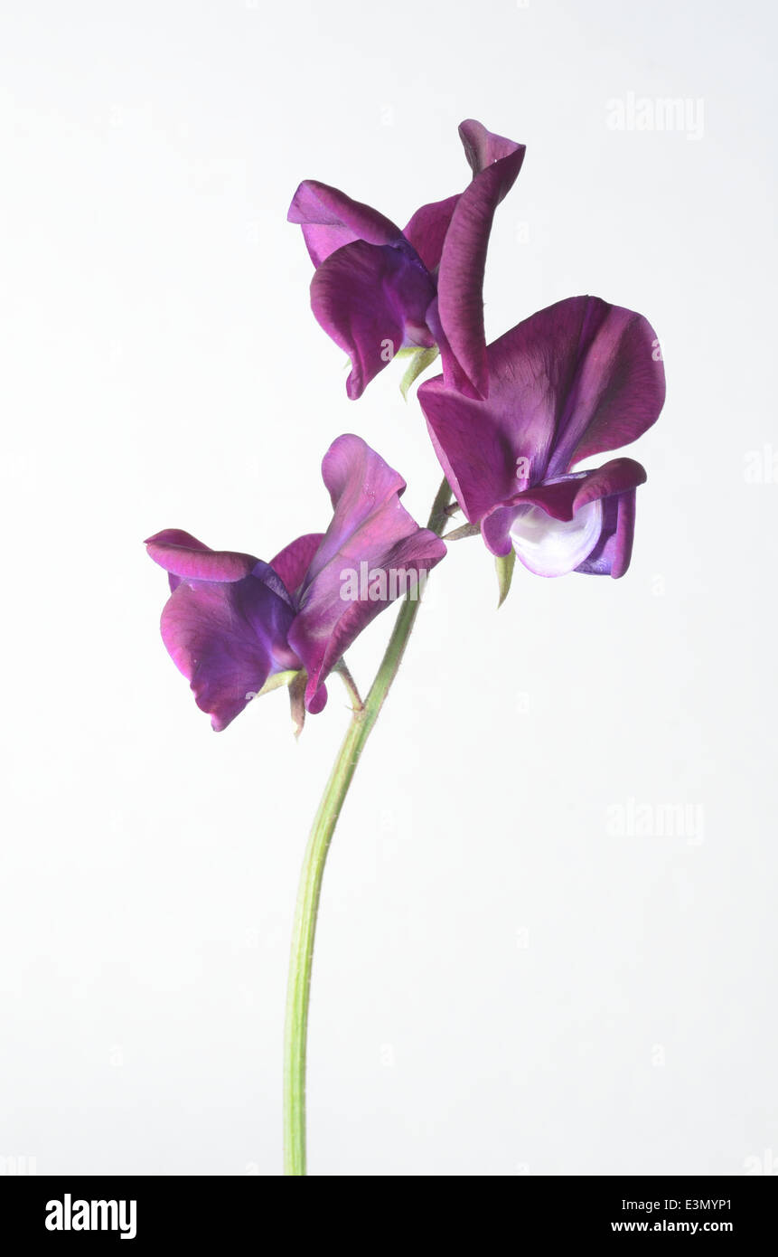 Purple Sweat Pea Flower Stock Photo - Alamy