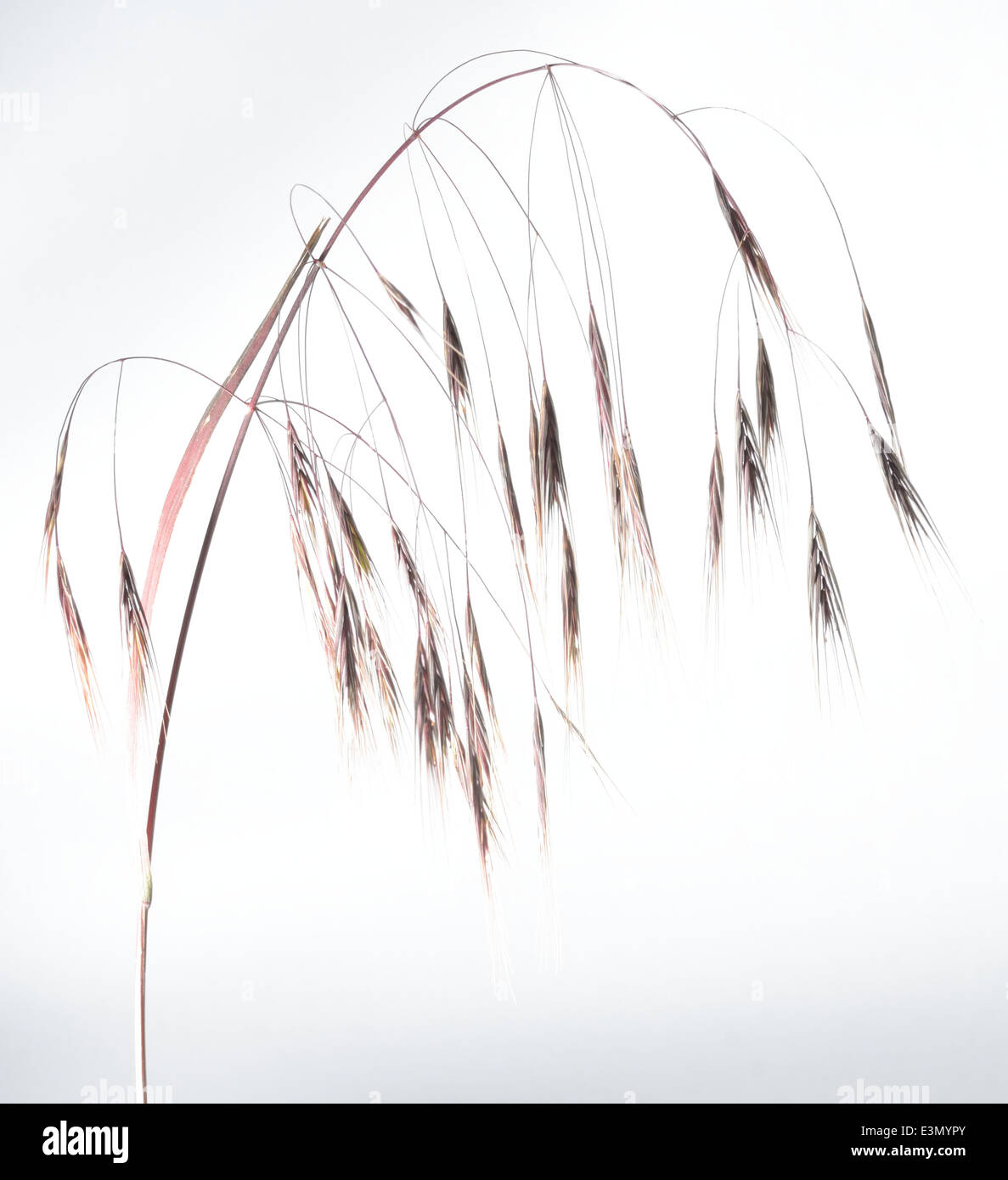 High key still life hi-res stock photography and images - Alamy