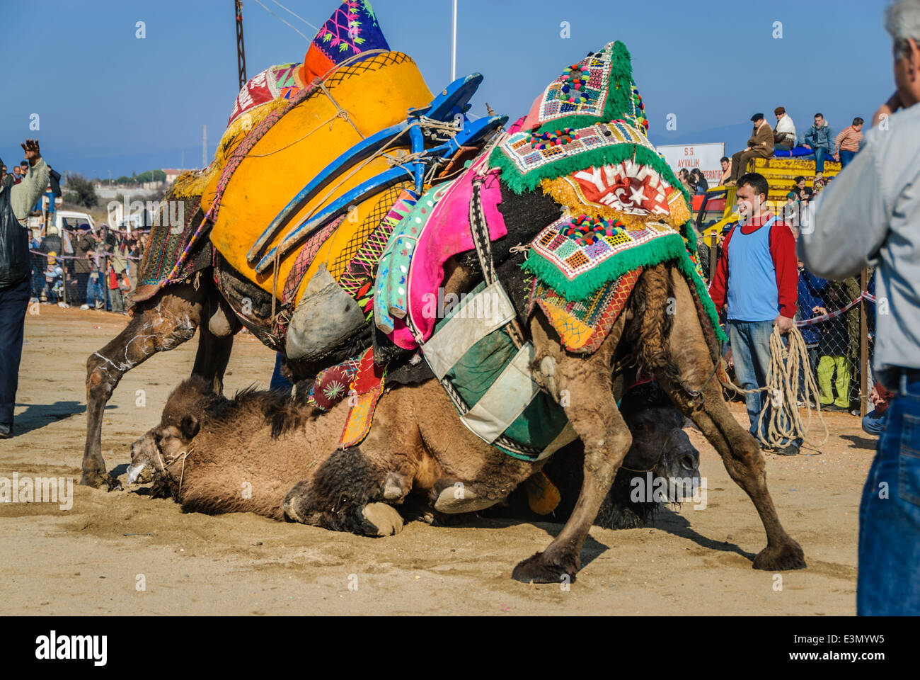Wrestling camel hi-res stock photography and images - Alamy