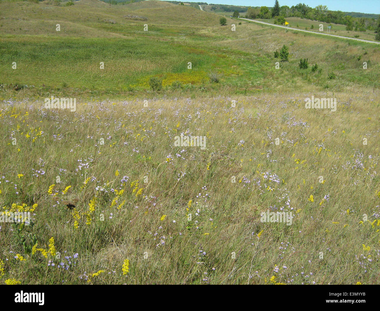 In the Midwest, native pasturelands are being restored through rested ...