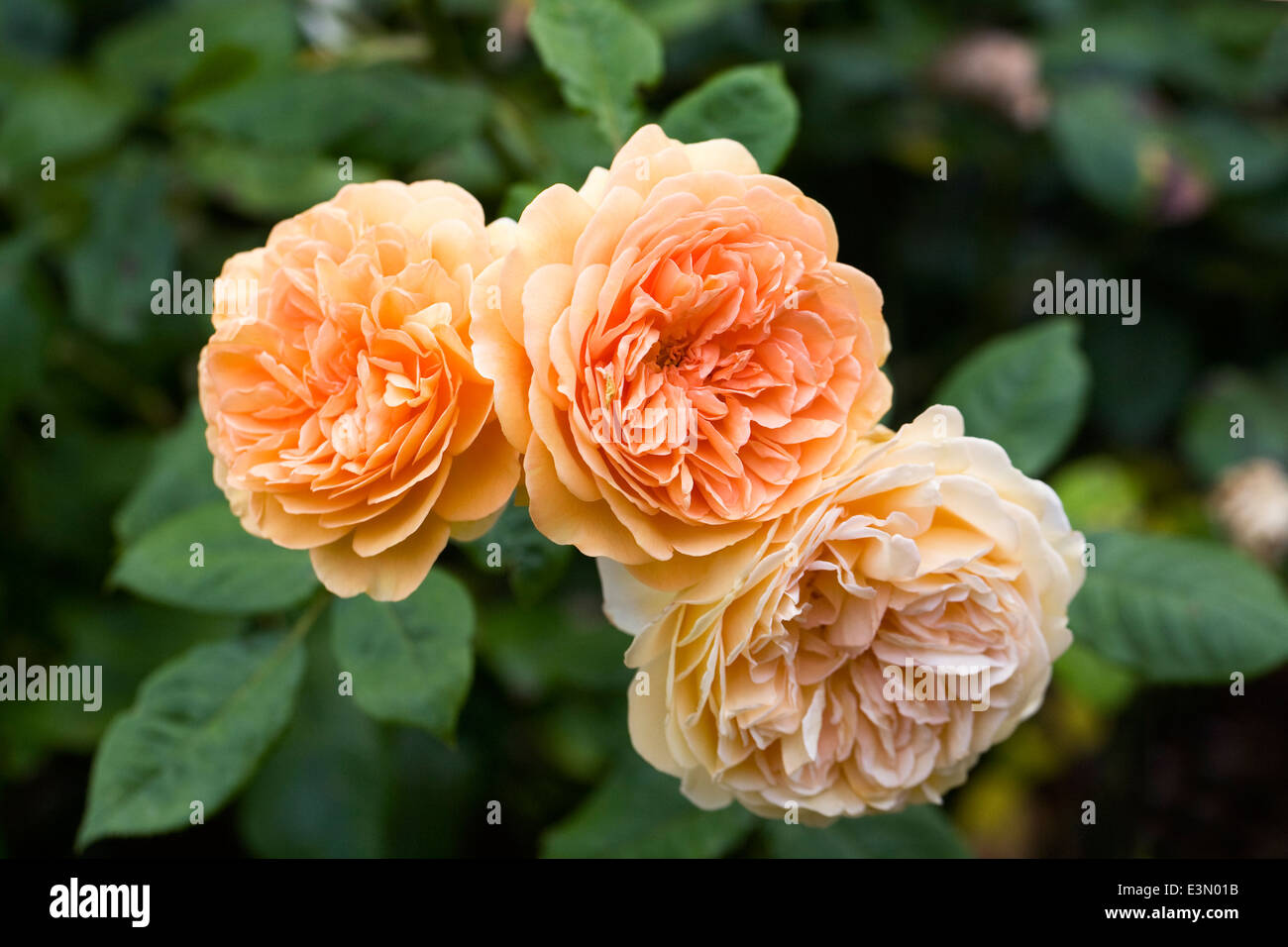 Princess garden hi-res stock photography and images - Alamy