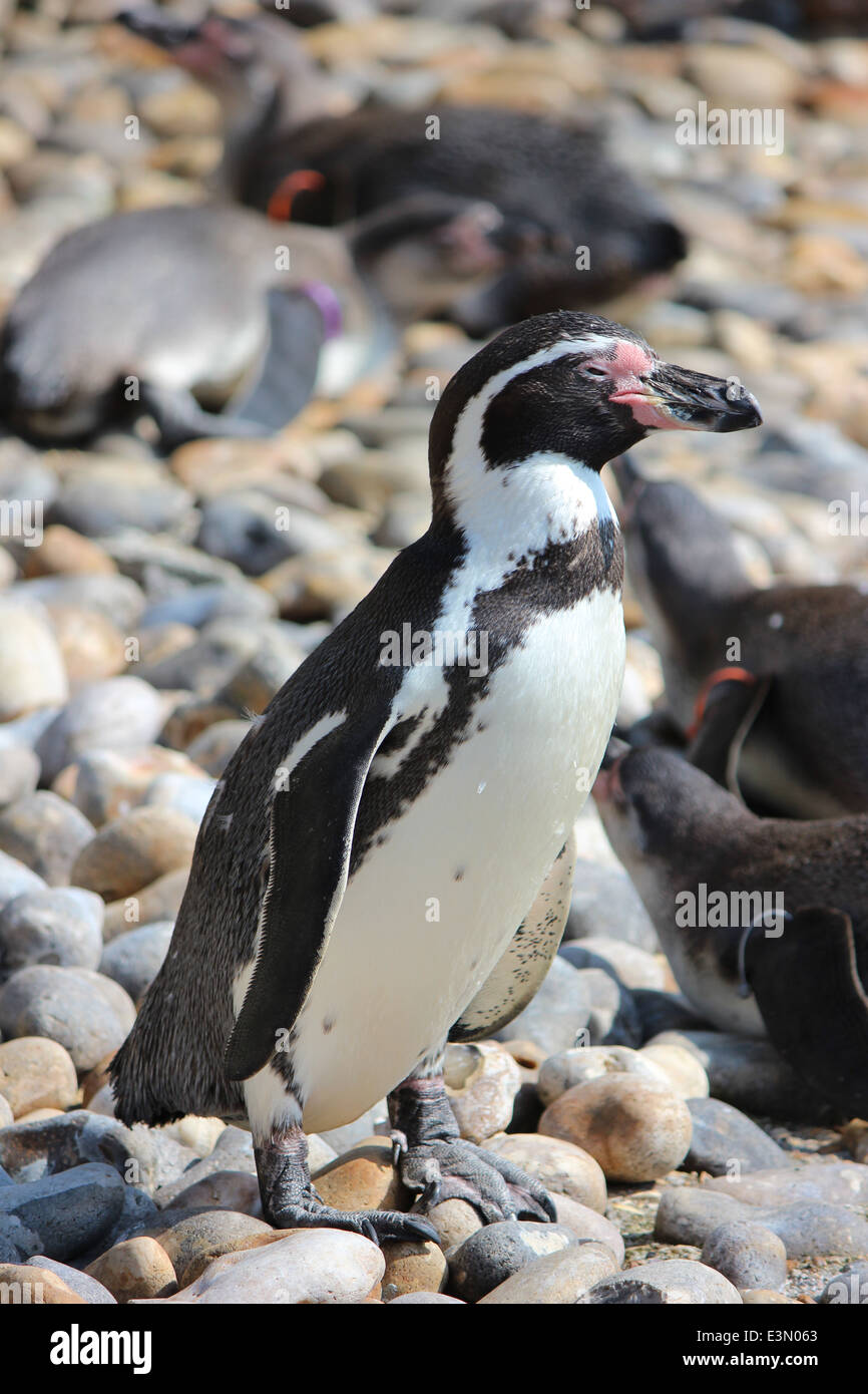 Penquin hi-res stock photography and images - Alamy