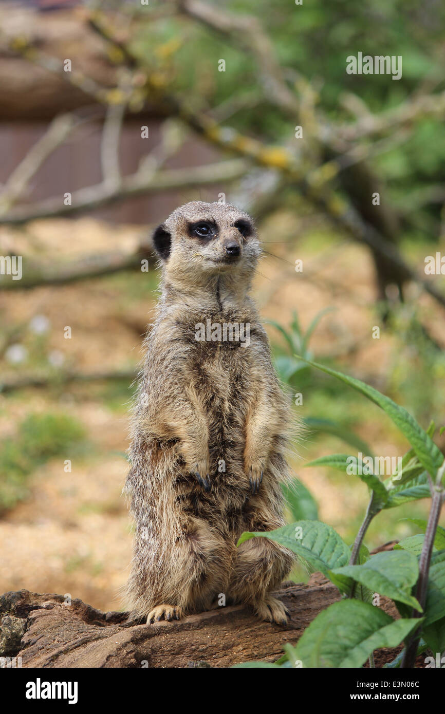 Meerkat standing up Stock Photo - Alamy