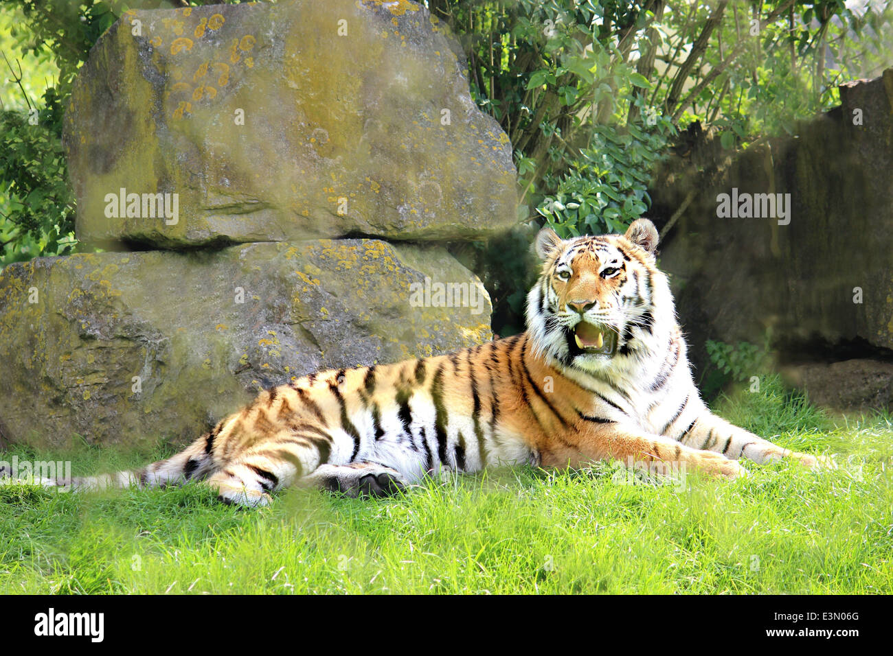 Tiger lying down Stock Photo - Alamy