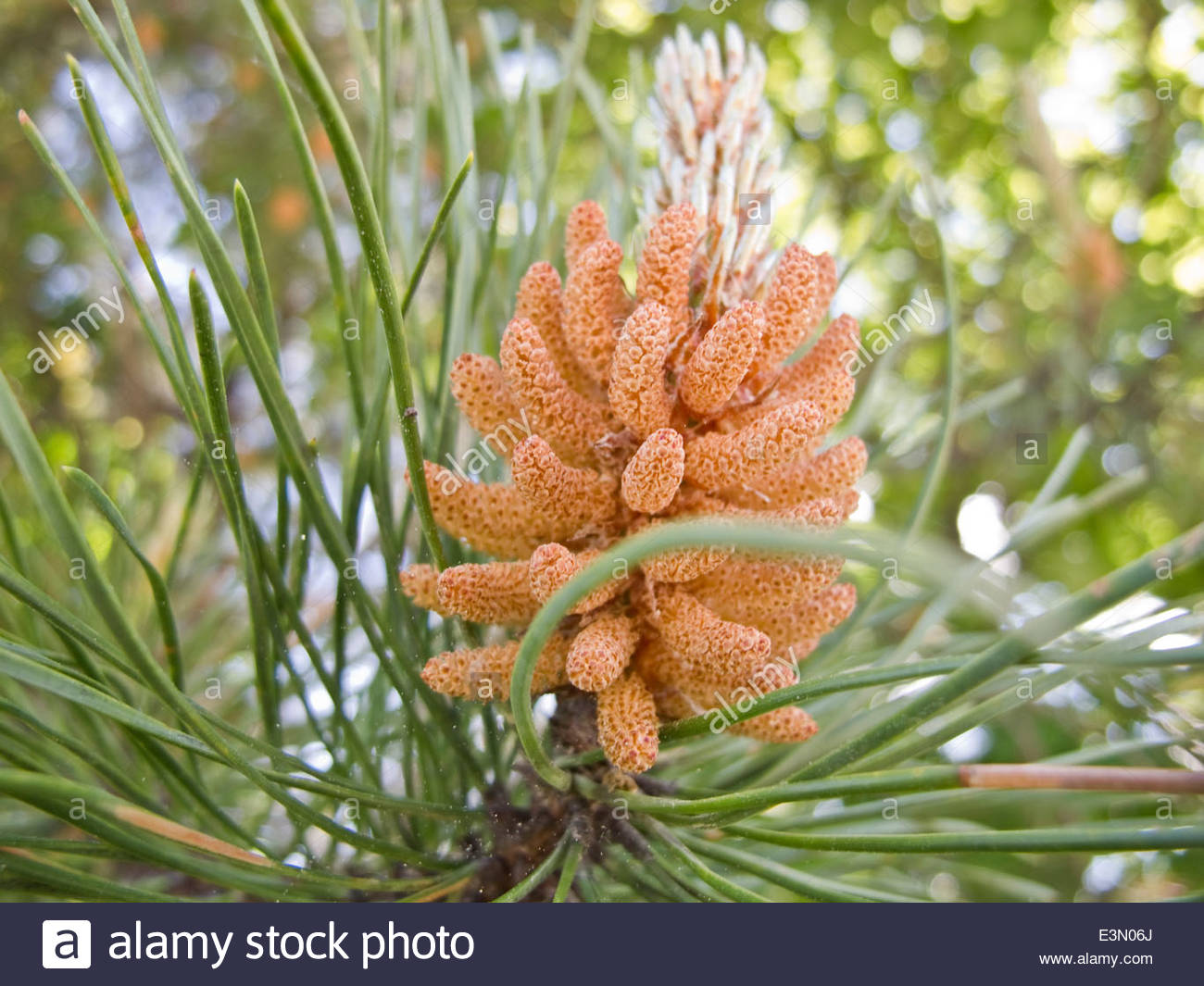 Pine Tree Flower Stock Photos & Pine Tree Flower Stock Images - Alamy