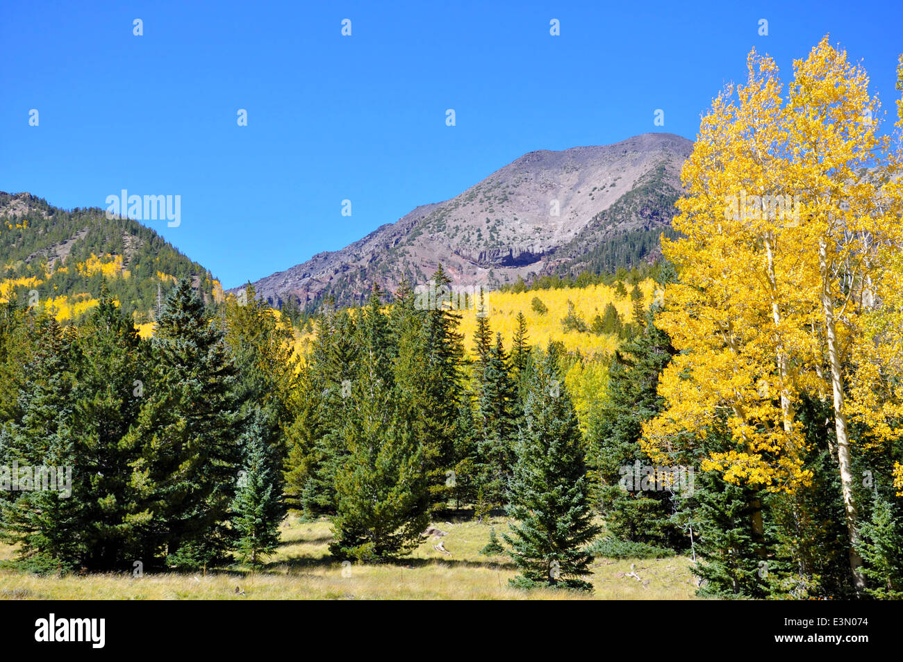 The Inner Basin in the Coconino National Forest showcases vibrant ...