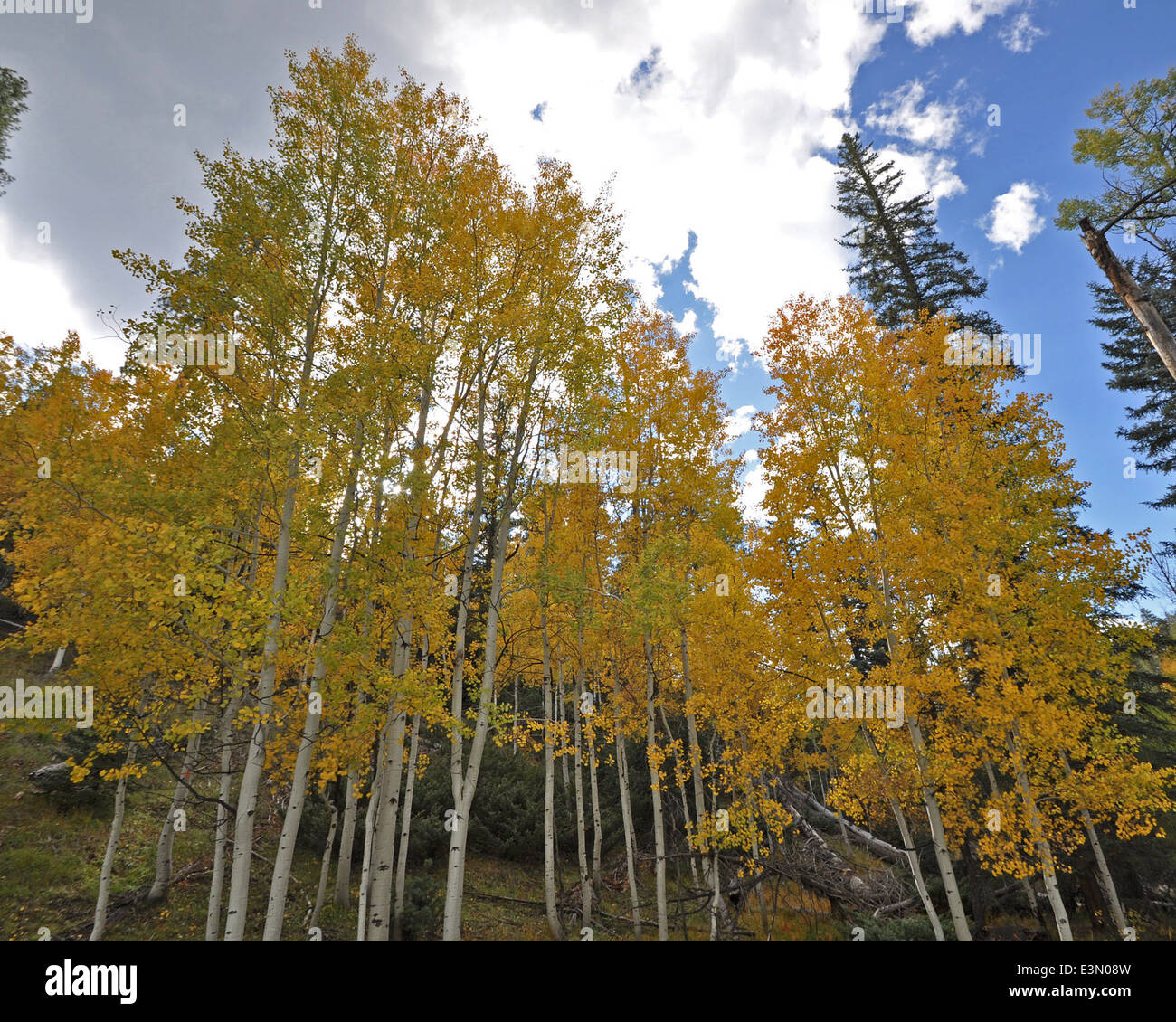 The 2012 fall colors along the North Kaibab Ranger District and Rainbow ...