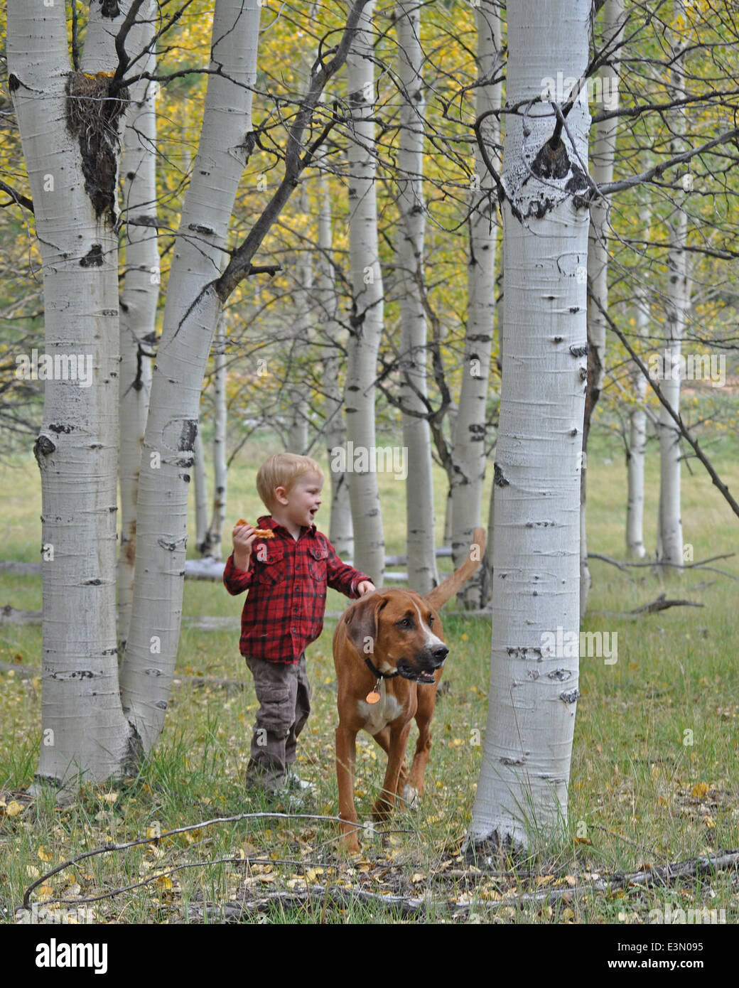 The vibrant fall colors of aspen trees in 2012 along the Kaibab Plateau ...