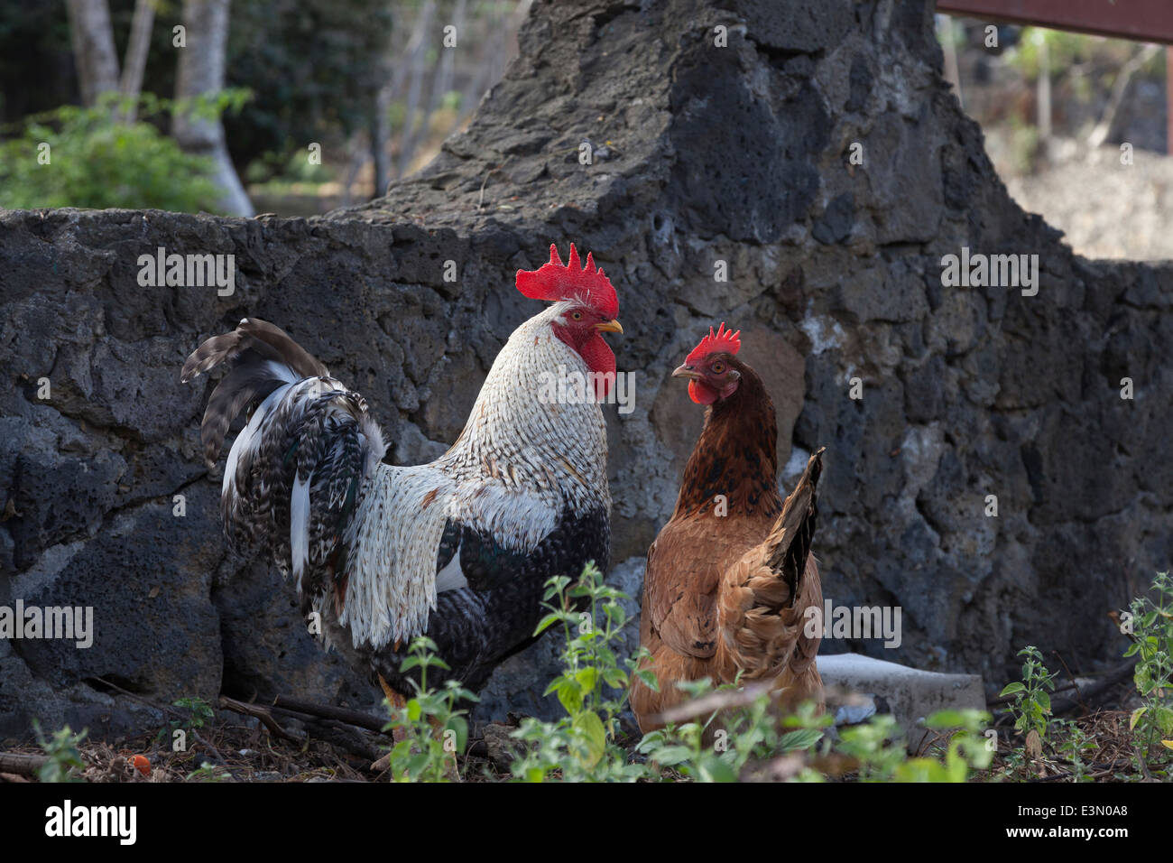 Rooster hen hi-res stock photography and images - Alamy
