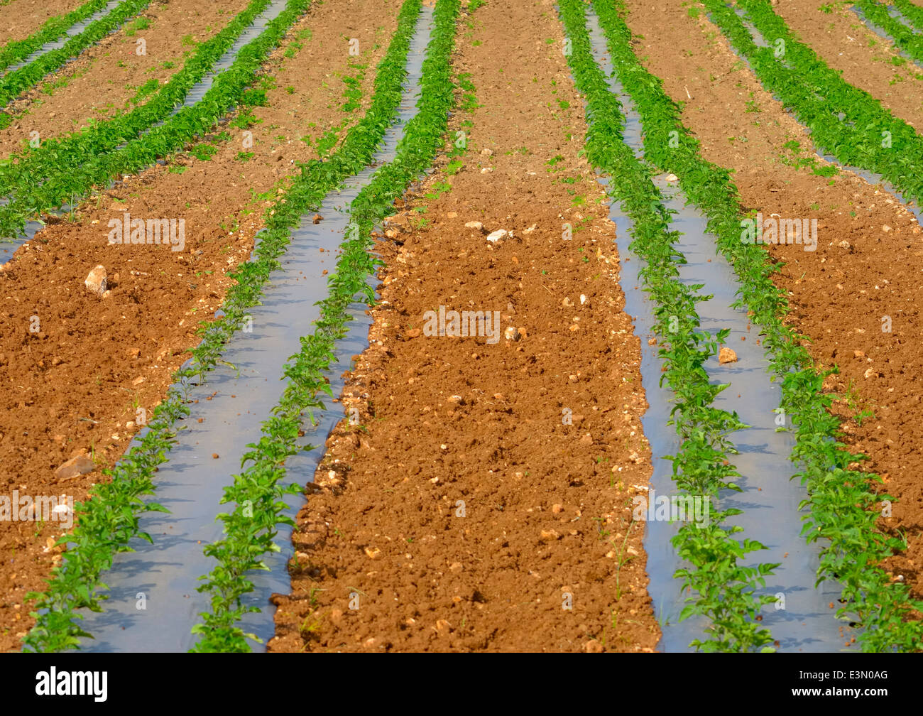 Rows of tomato plants growing on a farm Stock Photo - Alamy