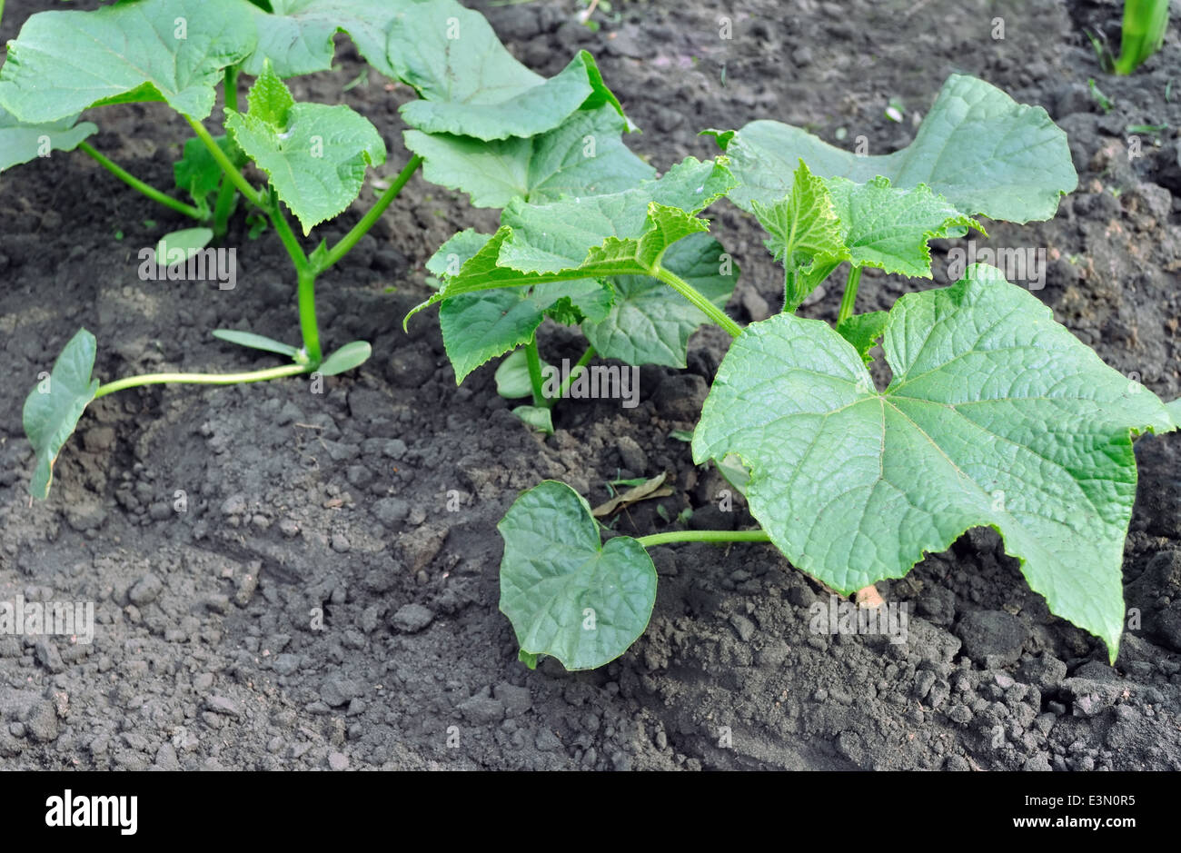 closeup of cucumber plantation Stock Photo - Alamy