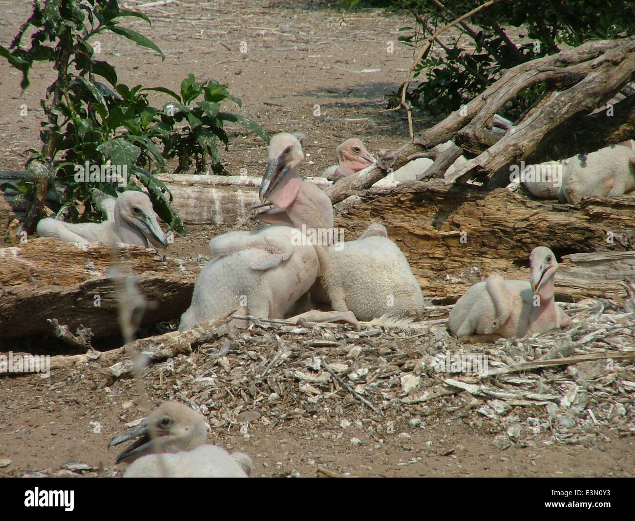 Baby Pelicans High Resolution Stock Photography and Images - Alamy