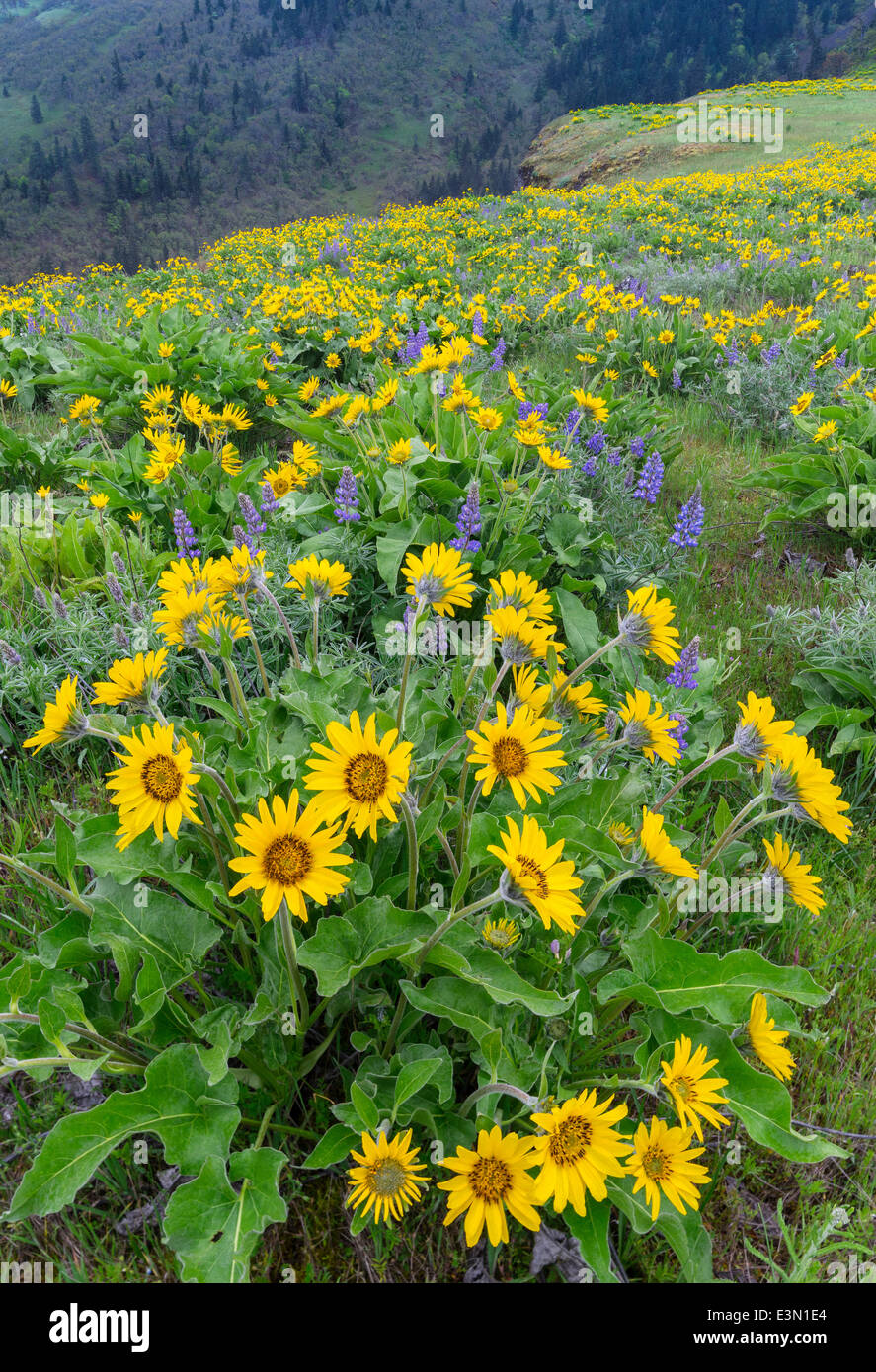 Mccall nature preserve hi-res stock photography and images - Alamy