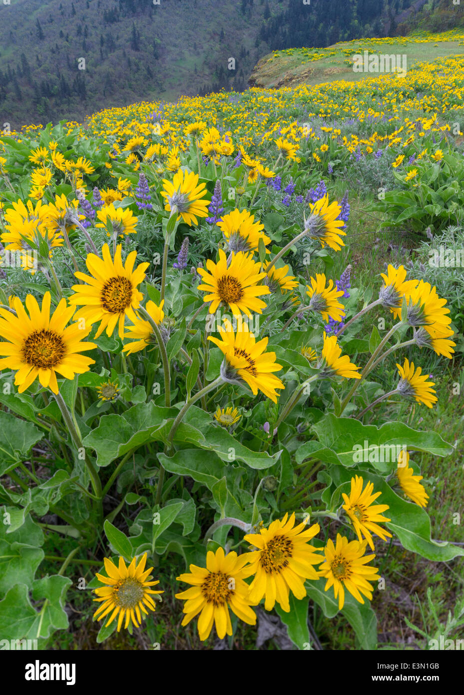 Columbia Gorge National Scenic Area, OR Lupine and balsam root blooming ...