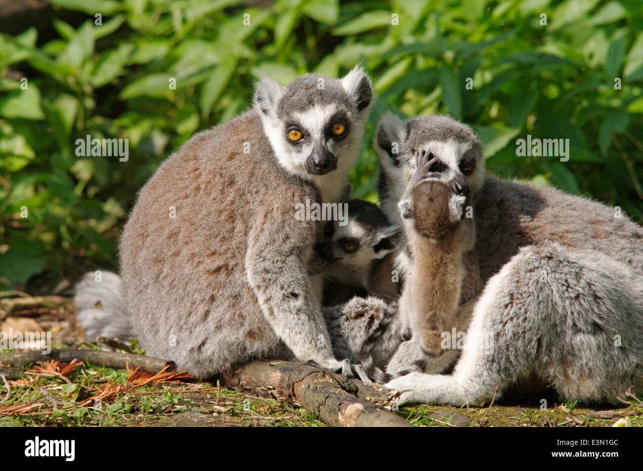A family of ring tailed lemurs - Lemur catta Stock Photo - Alamy