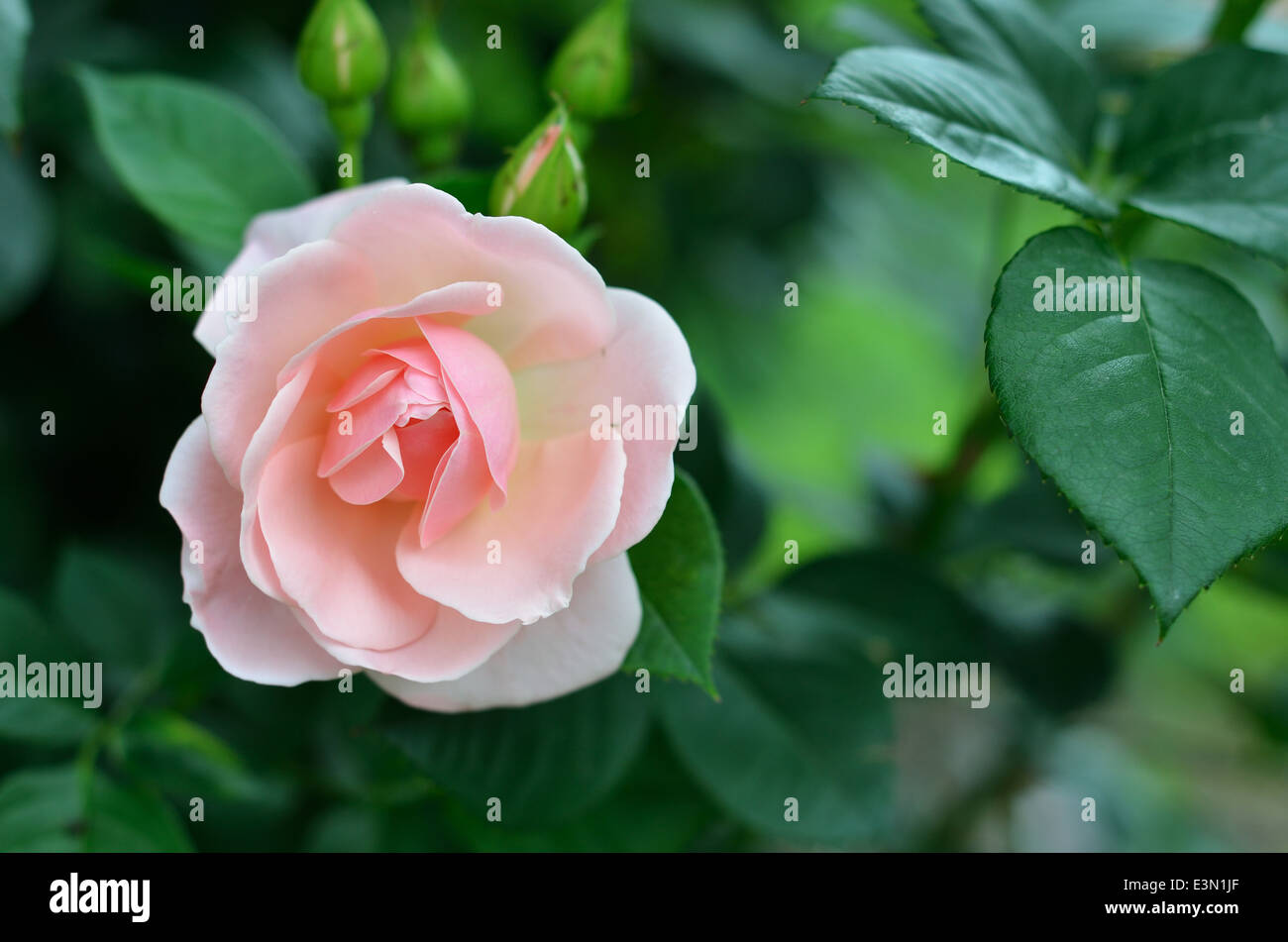 Rose leaves blooming hi-res stock photography and images - Alamy