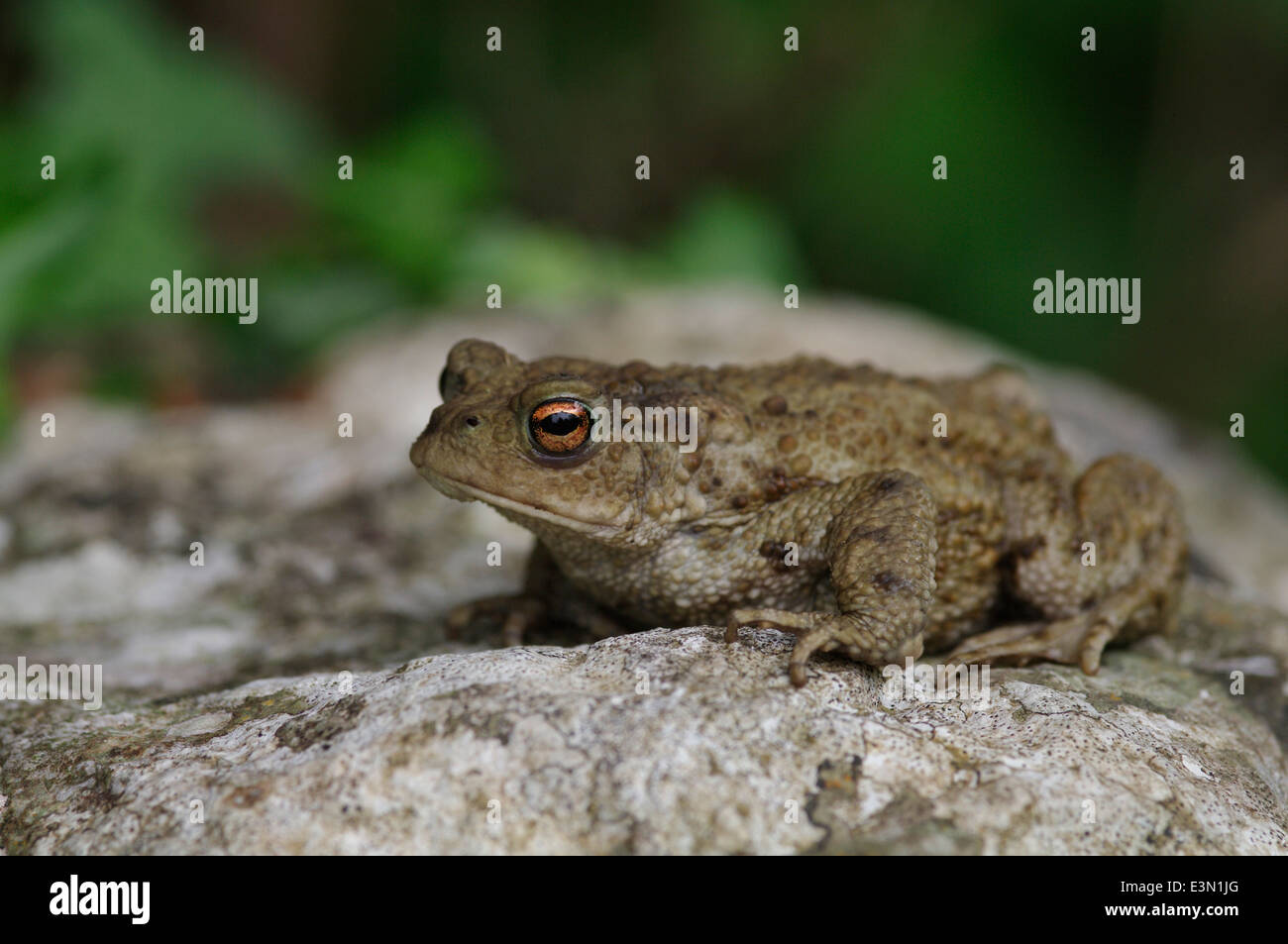 British toads hi-res stock photography and images - Alamy