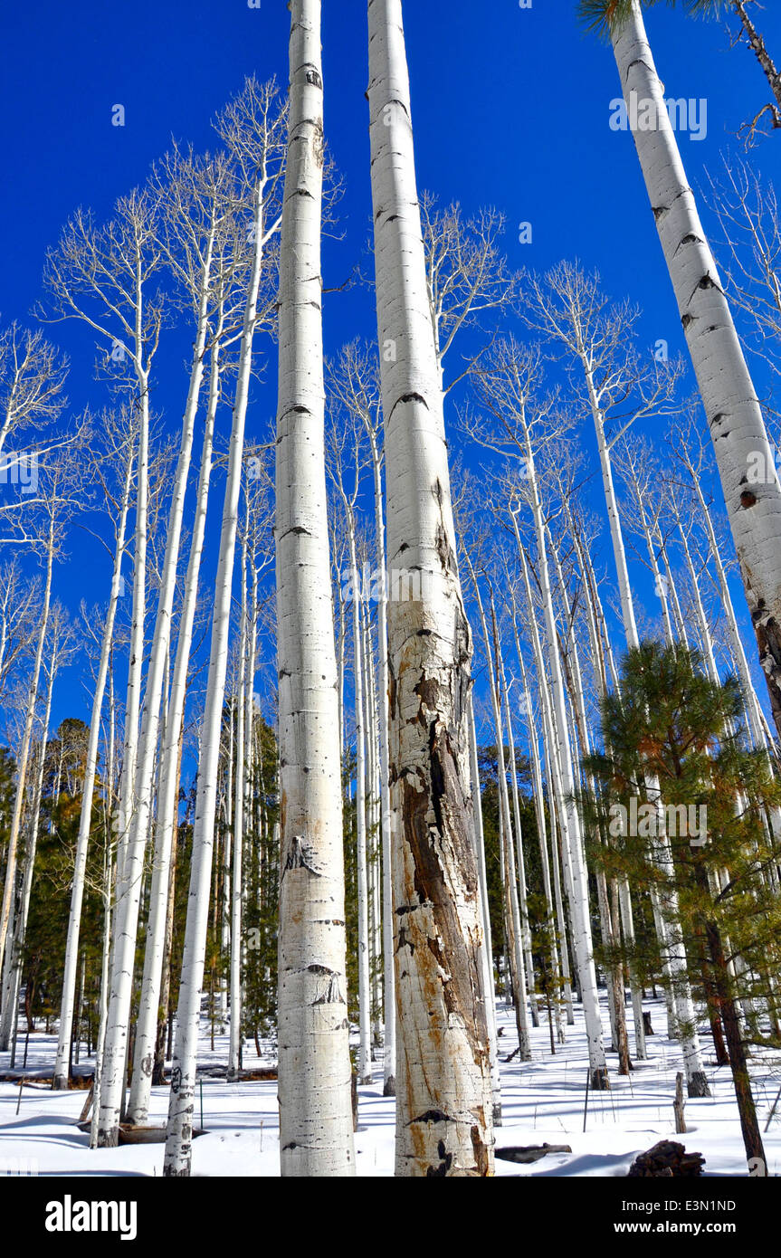 Aspen in the winter Stock Photo - Alamy