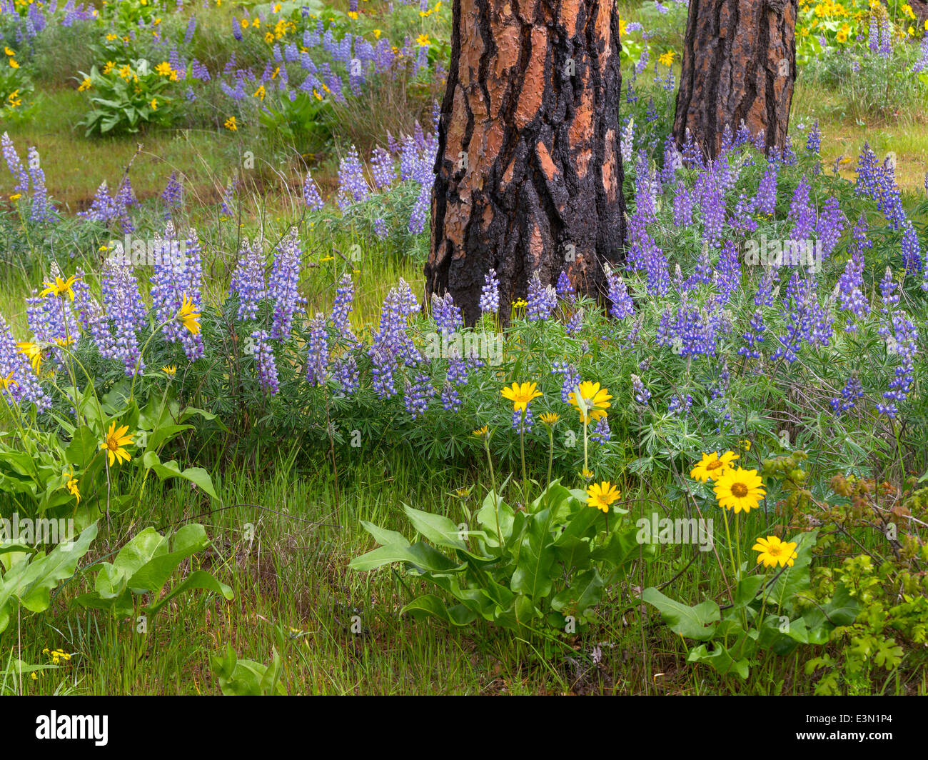 Balsam root blooms hi-res stock photography and images - Alamy