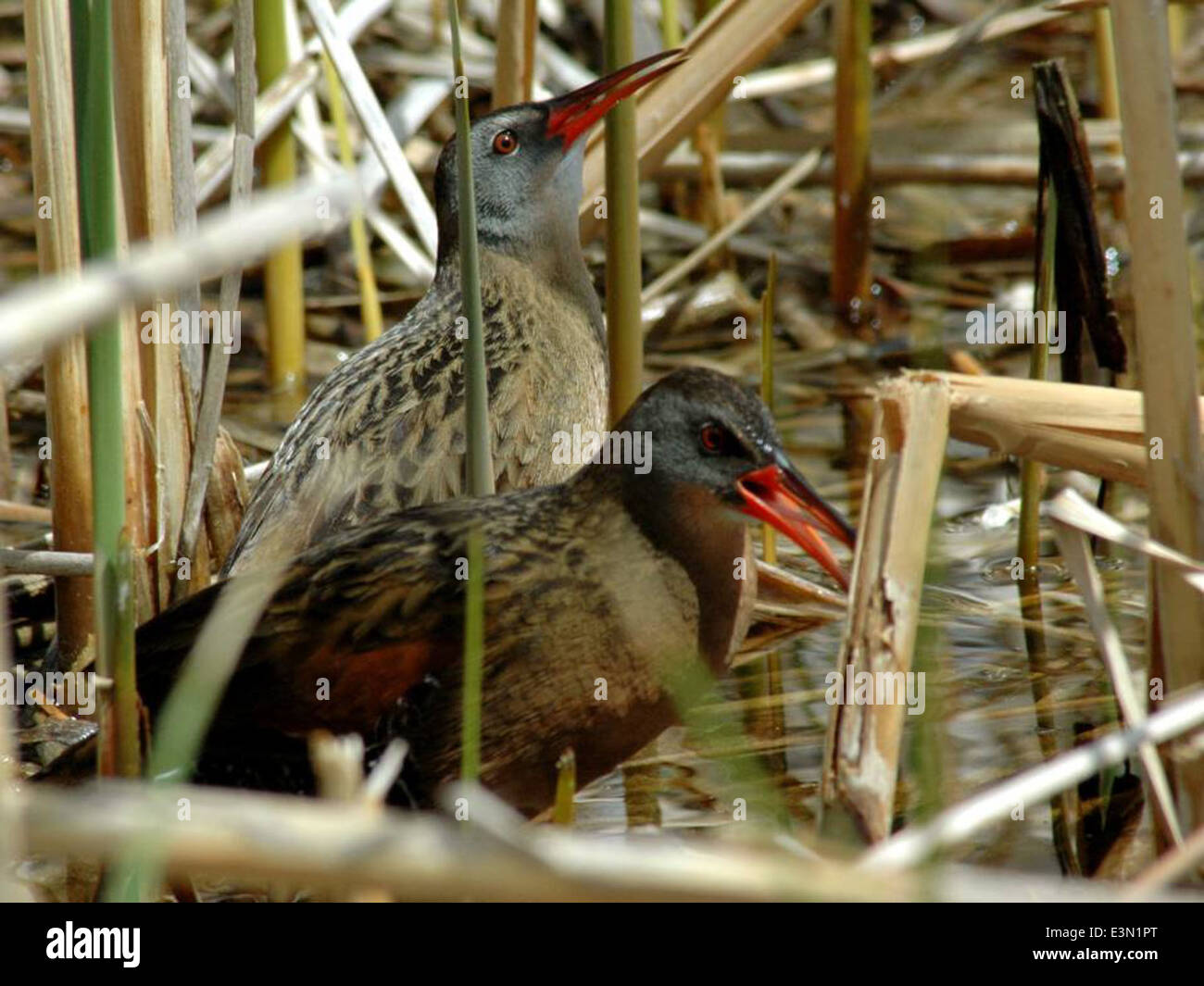 A pair of Virginia rails, a wetland bird species, seen in their natural ...