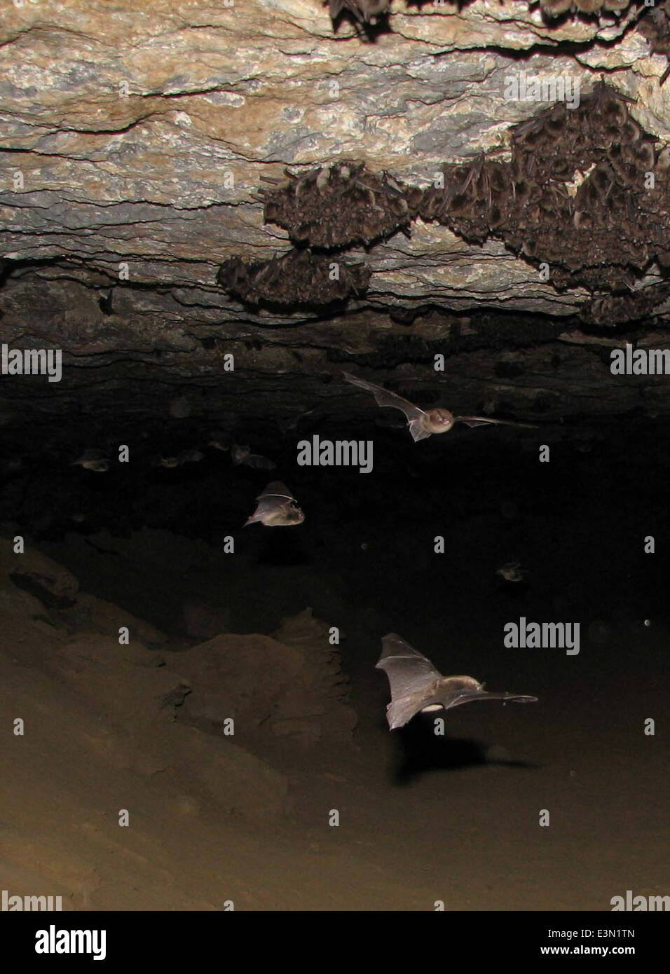 Myotis sodalis hi-res stock photography and images - Alamy