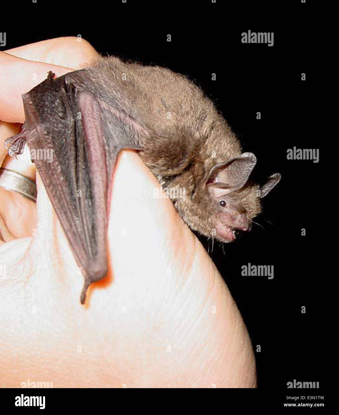 Myotis sodalis hi-res stock photography and images - Alamy