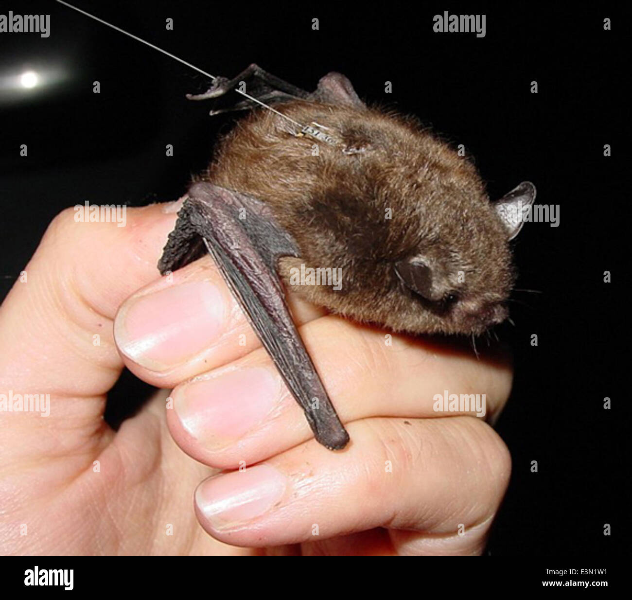 A male Indiana bat, an endangered species under the Endangered Species ...