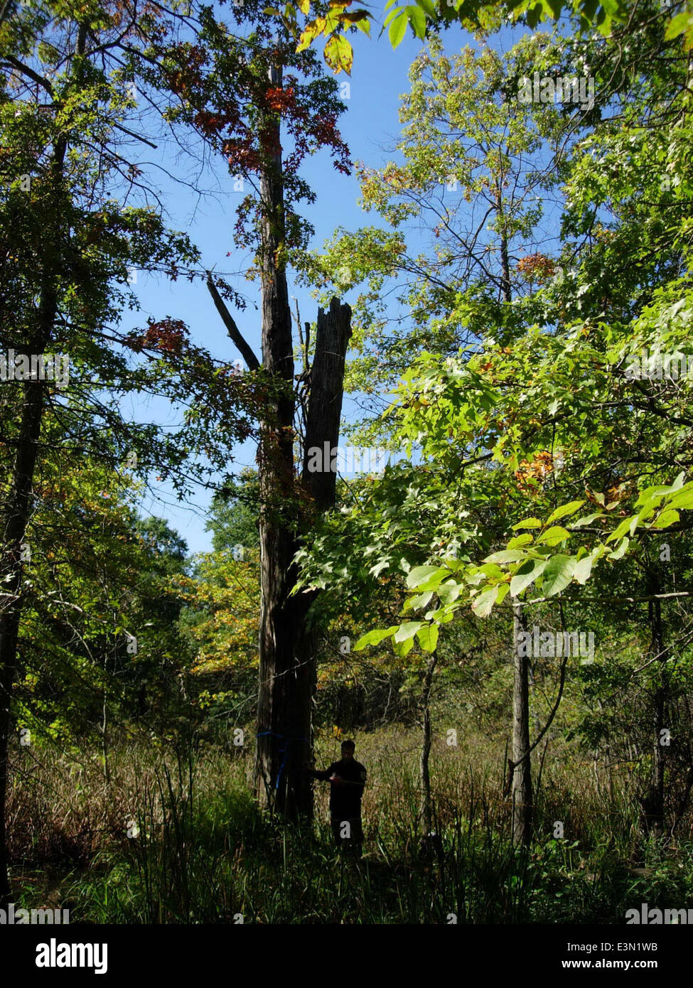 Indiana Bat Roost Tree Stock Photo - Alamy