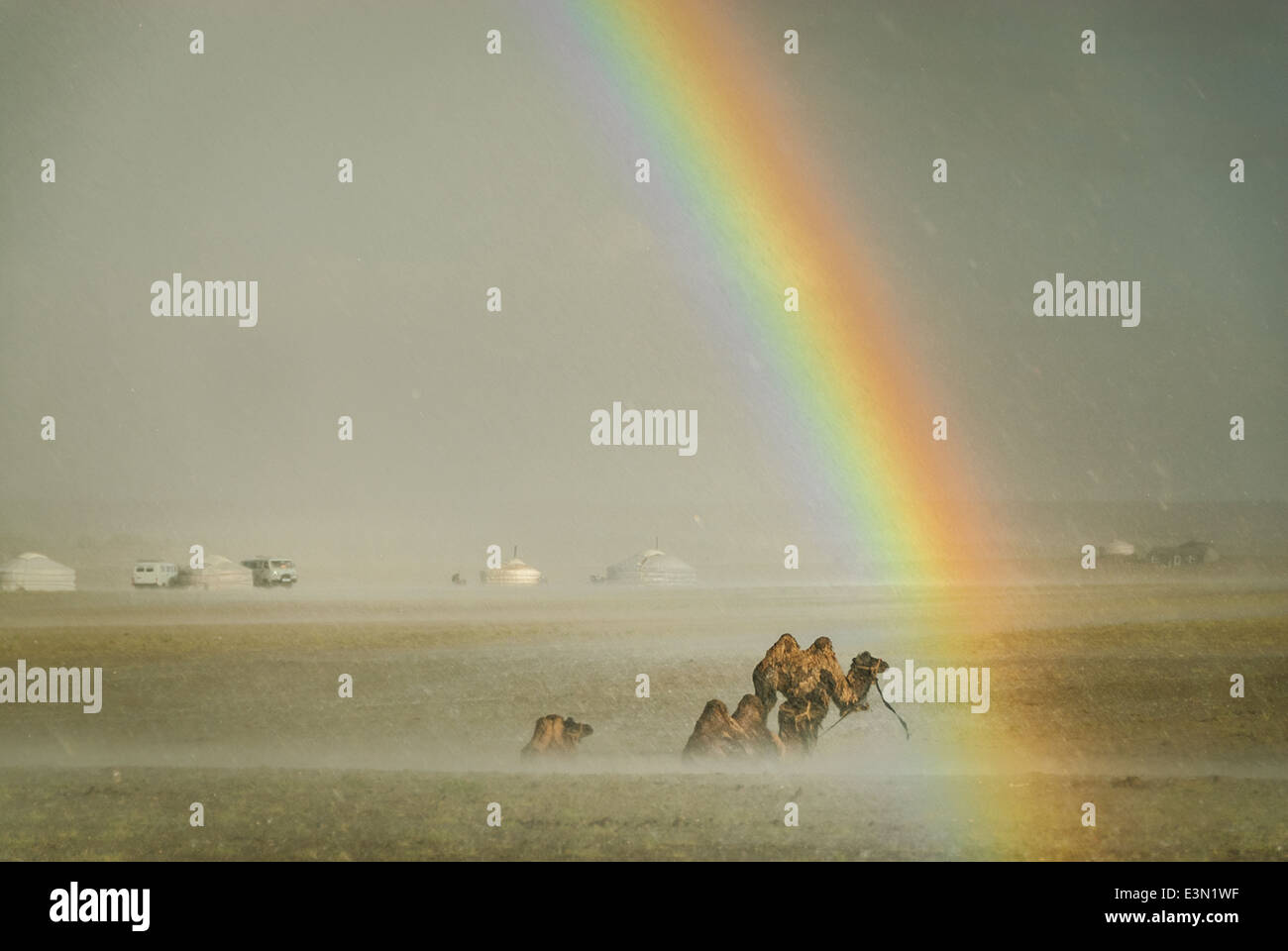 Camels under the rain with rainbow, Gobi desert, Mongolia Stock Photo ...