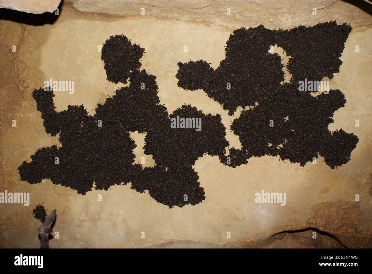 Indiana bats on cave ceiling Stock Photo - Alamy