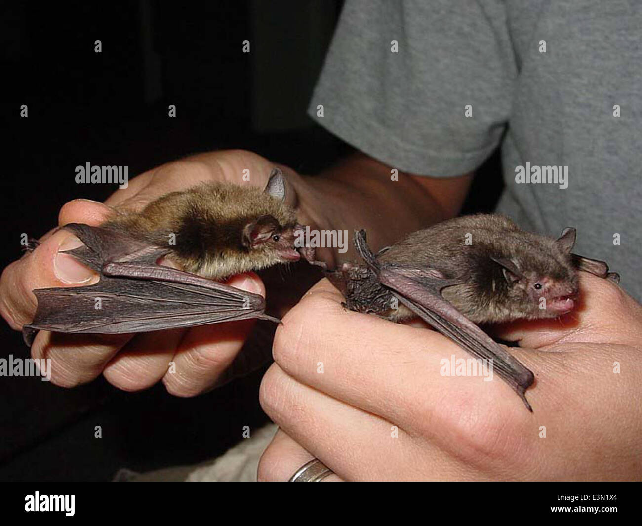 This image shows the little brown bat and the Indiana bat, both ...