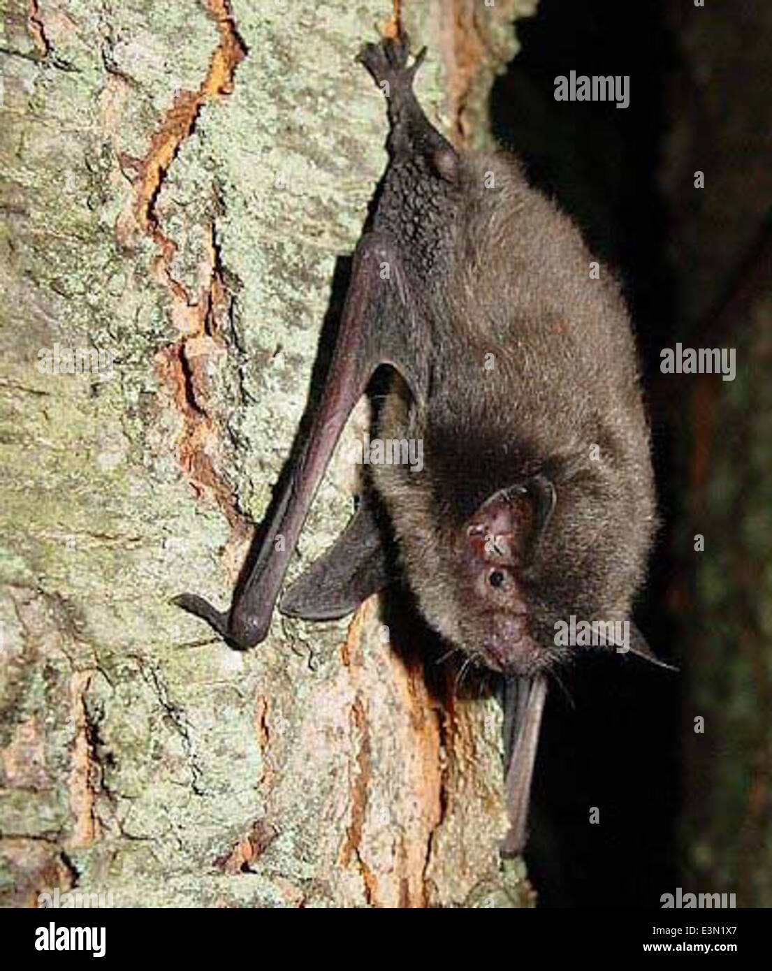 Indiana bat tree hi-res stock photography and images - Alamy