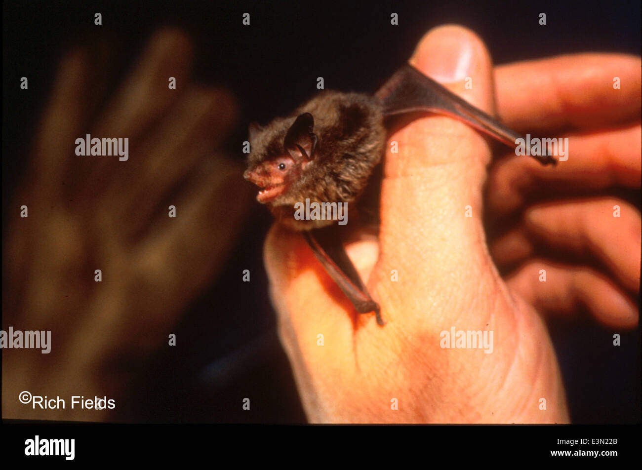 The Indiana bat, an endangered species under the Endangered Species Act ...