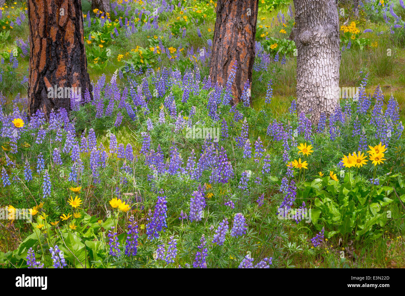 Columbia Gorge National Scenic Area, OR Lupine and balsam root blooming ...