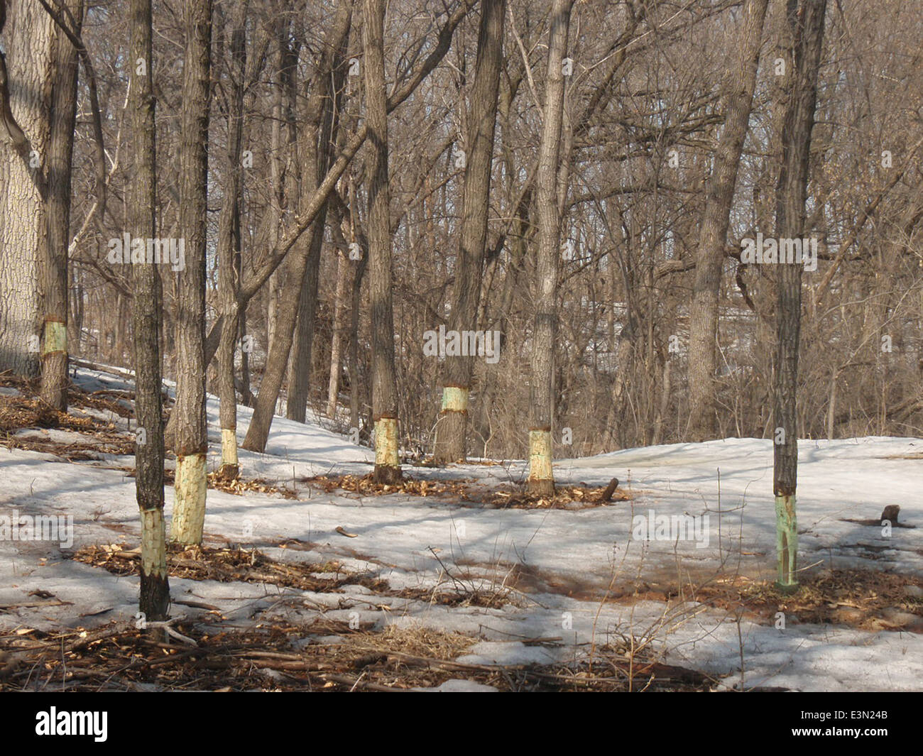 Girdled trees hi-res stock photography and images - Alamy