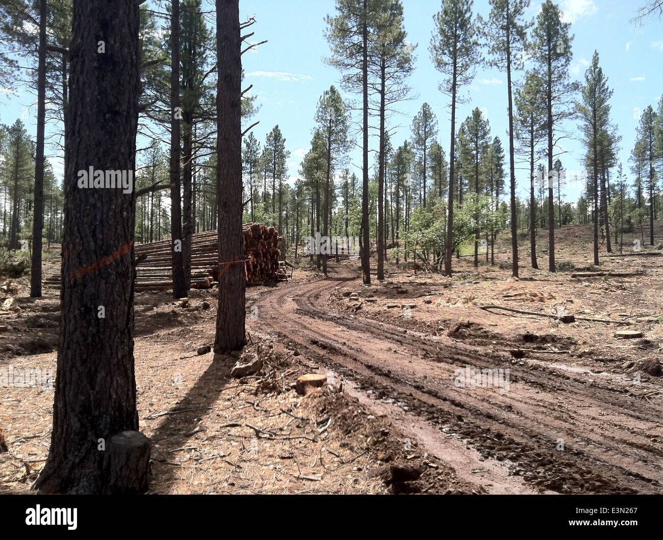 A temporary logging road constructed for timber harvesting in a ...